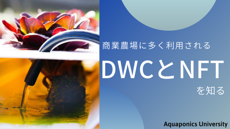 アクアポニックス農場に多く利用されるDWCとNFT | アクアポニックスデザインLab.